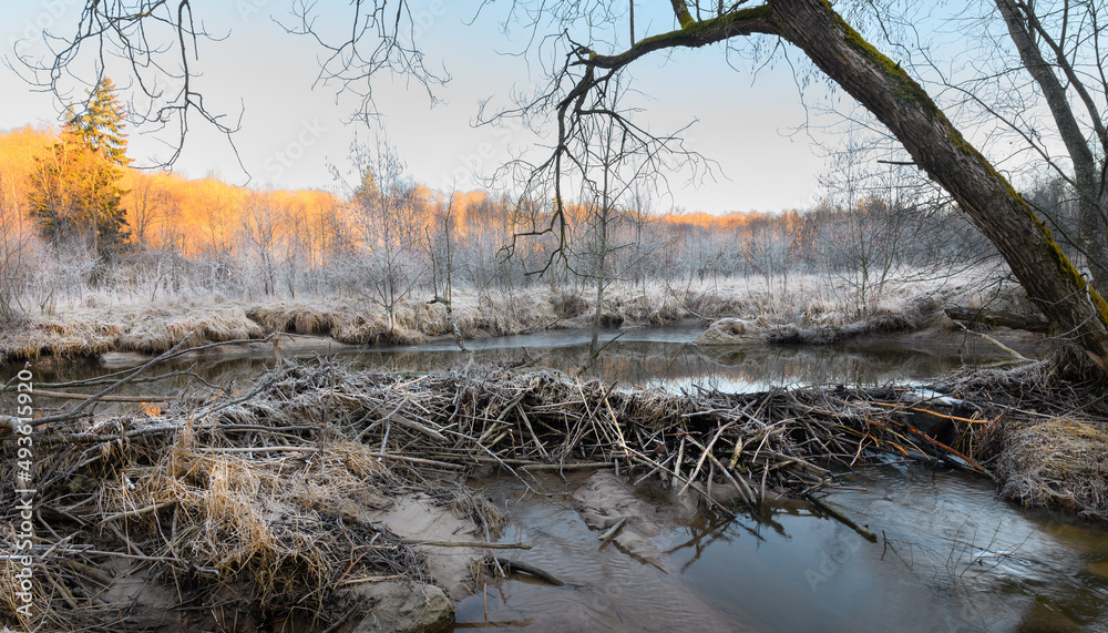 Beaver dam on a riverbed. River beaver Castor fiber - beaver family ...