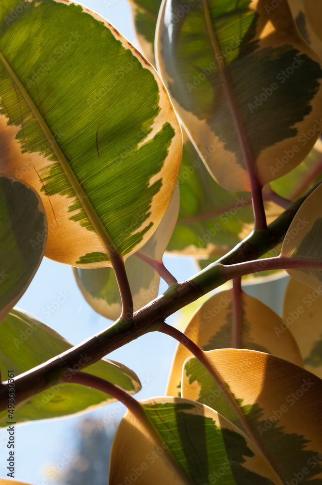 Ficus elastica (variegated red leaves) on display at the local ...