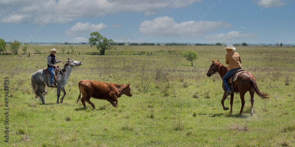 cowboy rancher and cattleman on cutting horse bringing back cow who ...