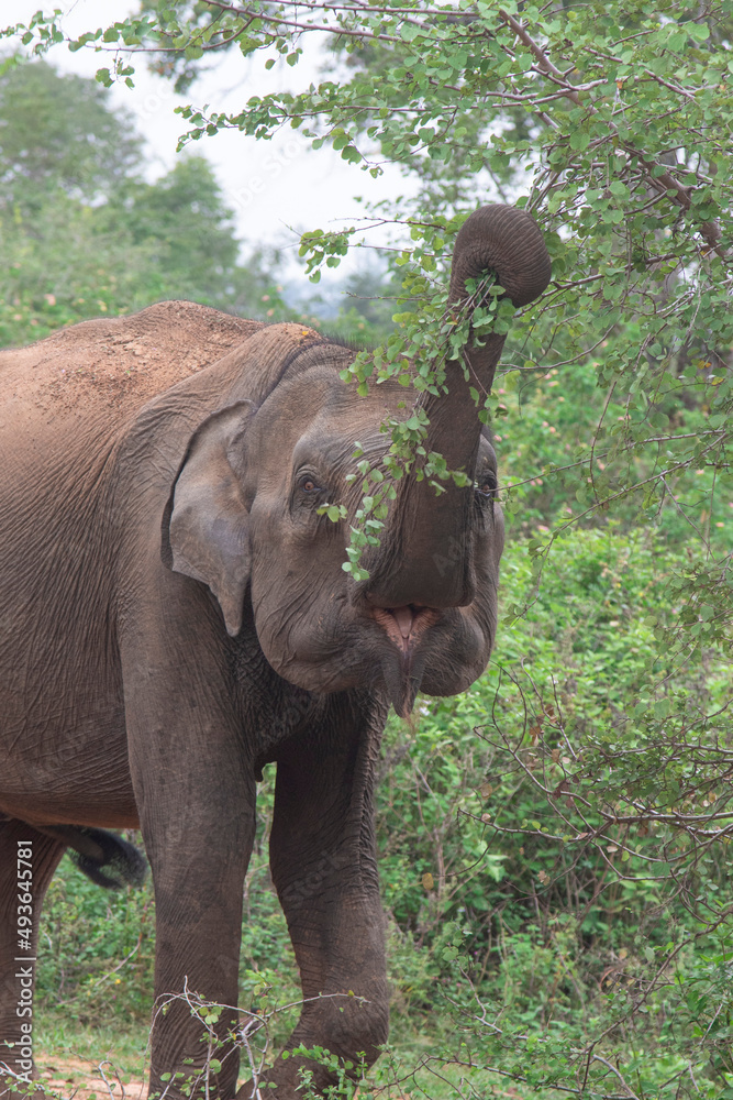 the elephant in the wild; elephant feeding on leaves; elephant eating ...
