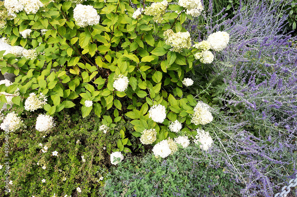 The combination of perennial flowering plants. Hydrangea paniculata ...