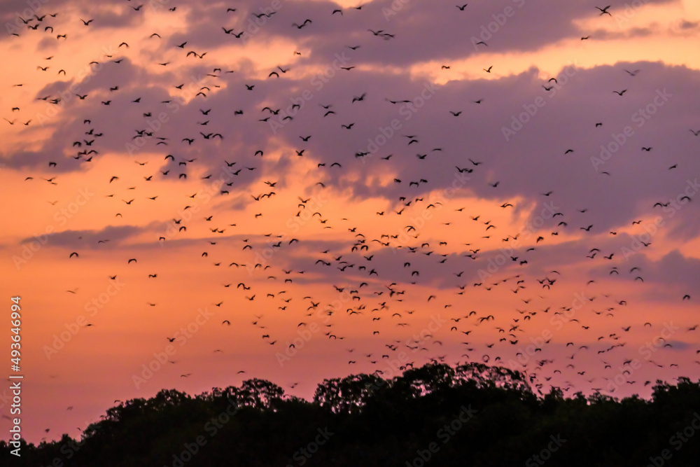 Sunda Flying Foxes flying out of their cave in search for food during ...