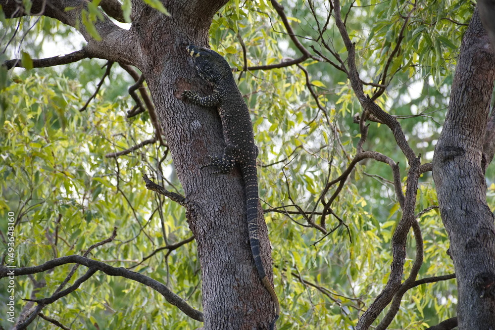 Australian large lace monitor lizard or tree goanna in a tree Stock ...