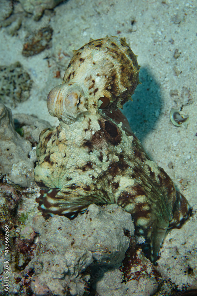 An octopus, Octopus cyanea, hunts for small crabs on a coral reef in ...