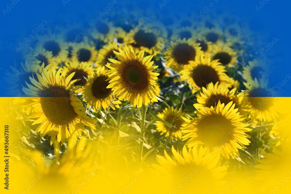 Sunflowers on the Ukrainian flag. The sunflower is one of the symbols ...