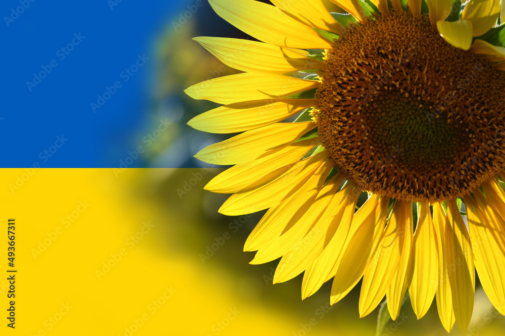 Sunflower on the Ukrainian flag. The sunflower is one of the symbols of ...