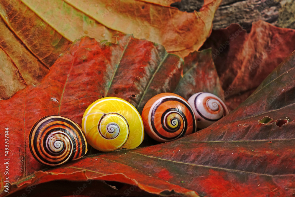 Cuban snail (Polymita picta) one of world most beautiful land snails ...