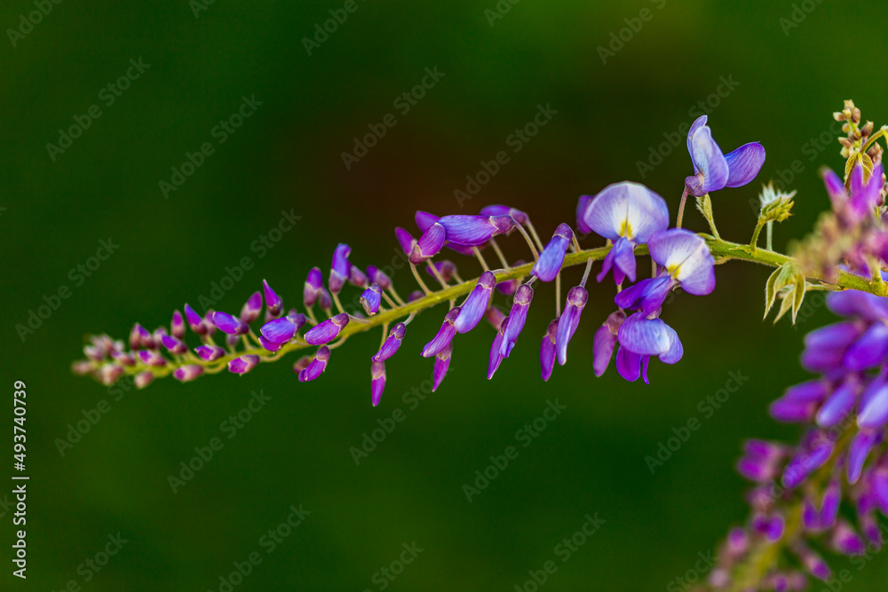 purple panicle tree is locally plant of japan, wisteria grown in ...