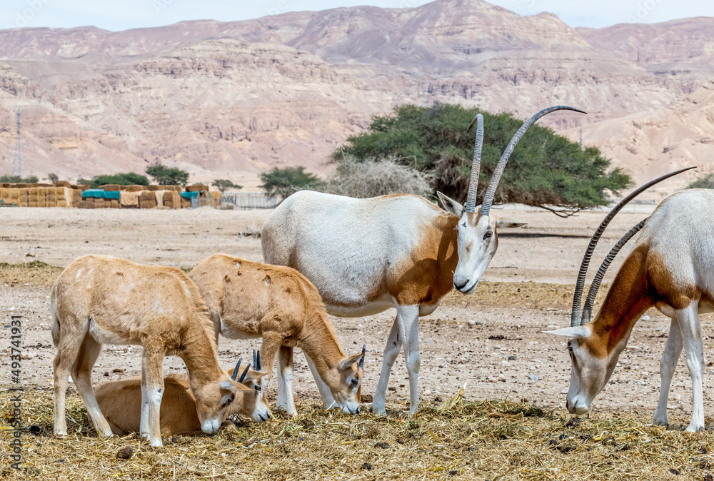 Antelope scimitar horn Oryx (Oryx leucoryx). Due to danger of ...