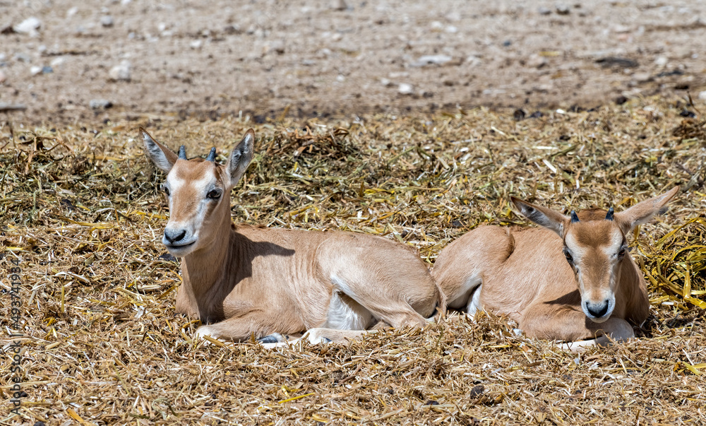 Juvenile kids antelope scimitar horn Oryx (Oryx leucoryx). Due to ...