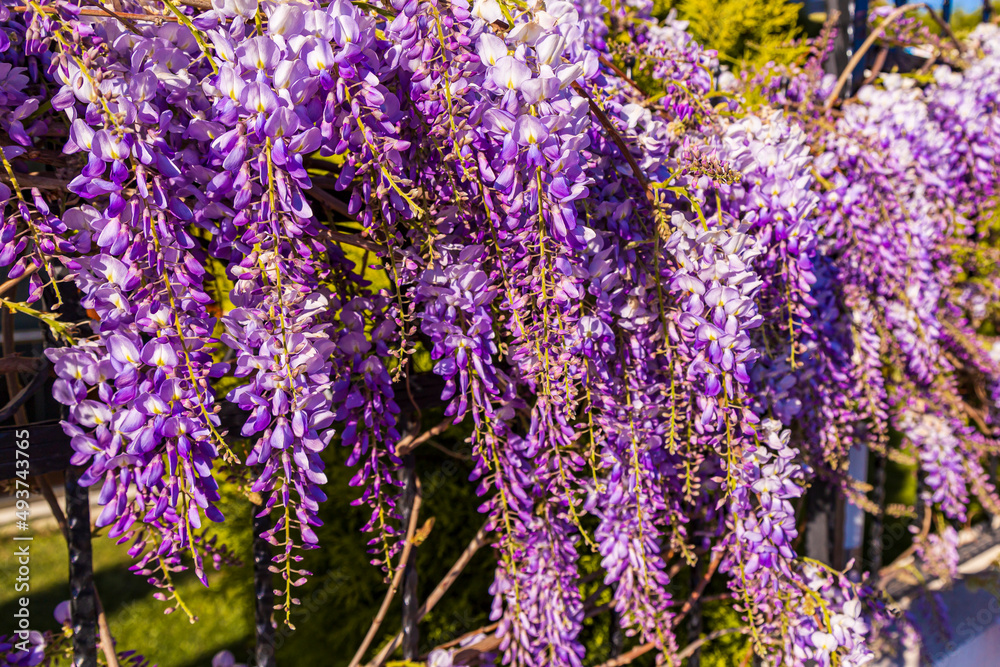 purple panicle tree is locally plant of japan, wisteria Stock Photo ...