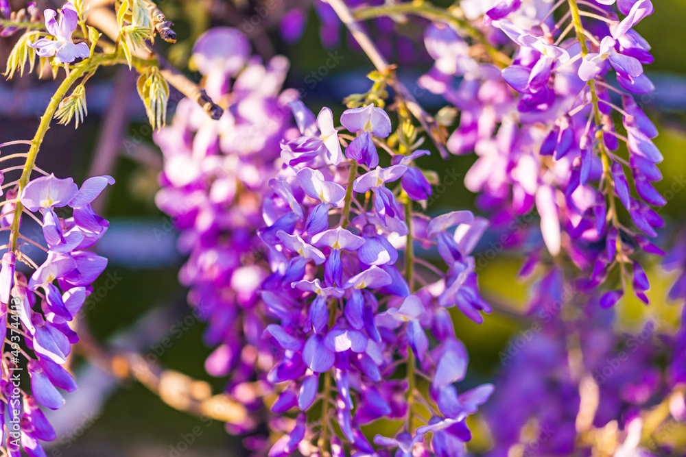 purple panicle tree is locally plant of japan, wisteria Stock Photo ...