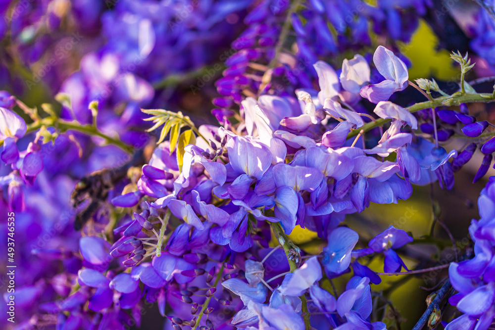 purple panicle tree is locally plant of japan, wisteria Stock Photo ...