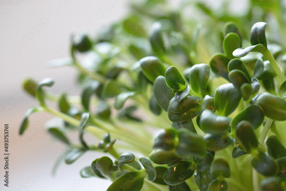 Radish microgreens. with seeds and roots. Germination of microgreens ...