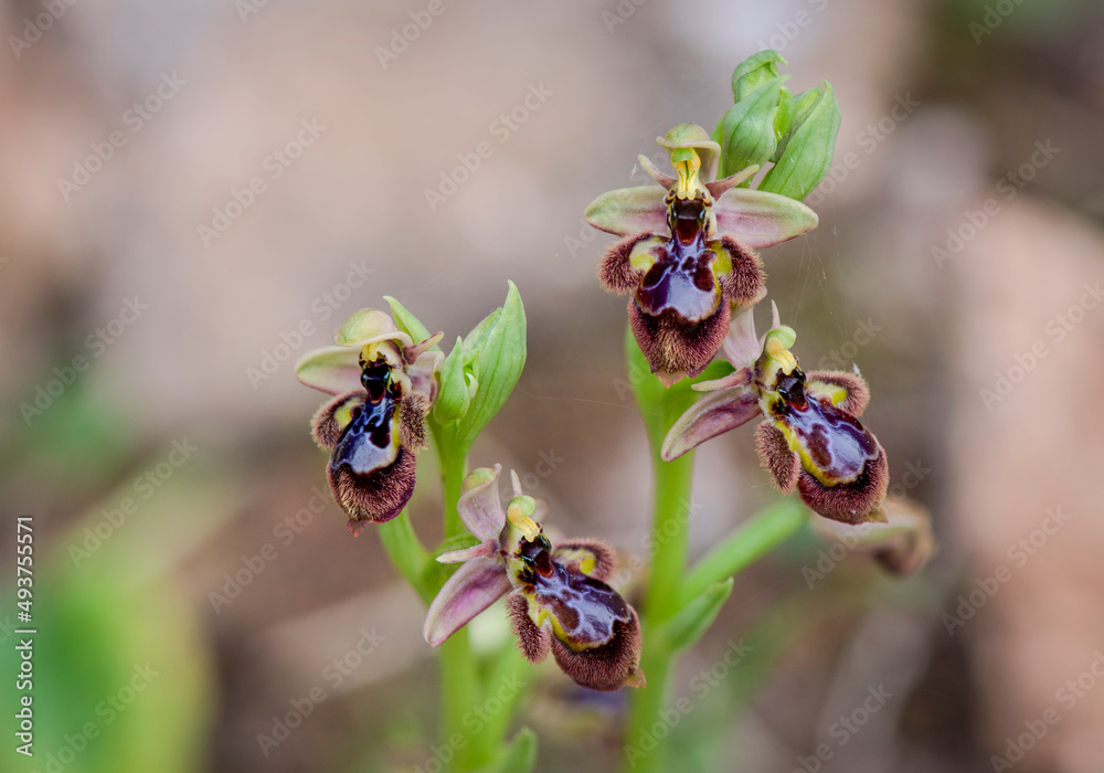 Ophrys x castroviejoi, Hybrid wild orchid Ophrys scolopax x Ophrys ...