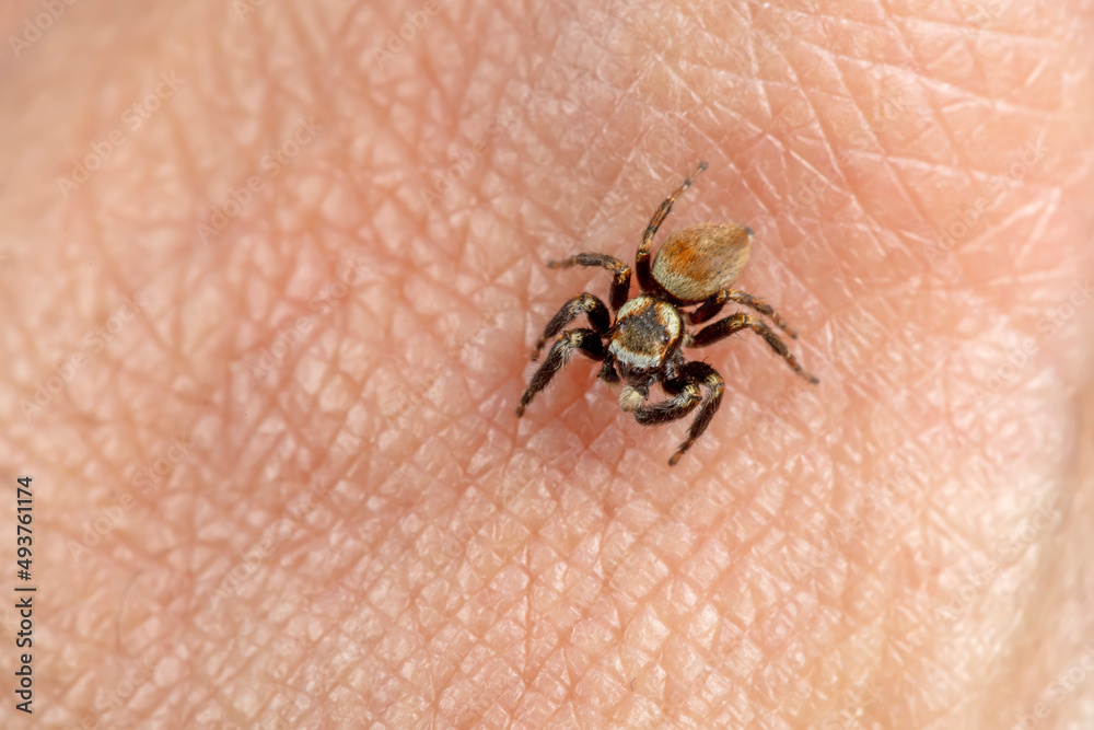 Jumping spider on human skin, North China Stock Photo | Adobe Stock