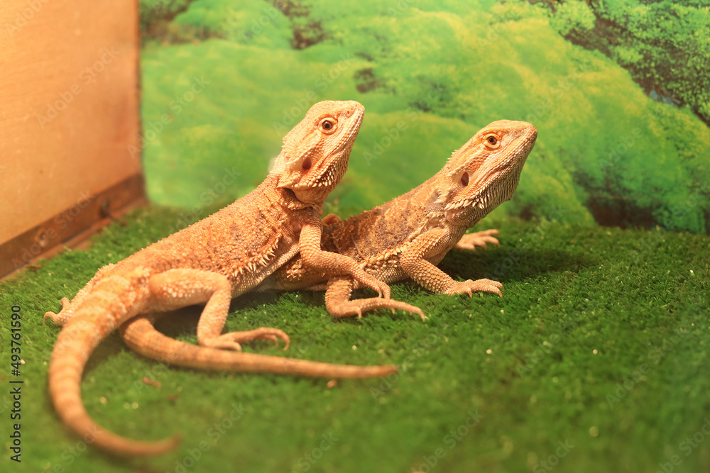 Pogona vitticeps, the central (or inland) bearded dragon, is a species ...