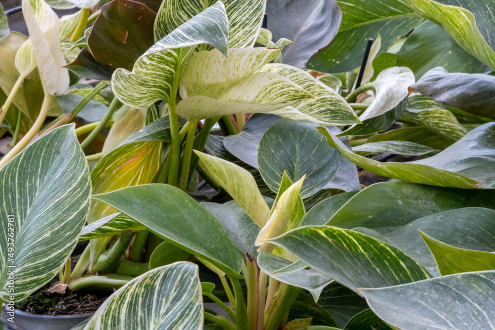 Philodendron Birkin plant grow at the glasshouse Stock Photo | Adobe Stock