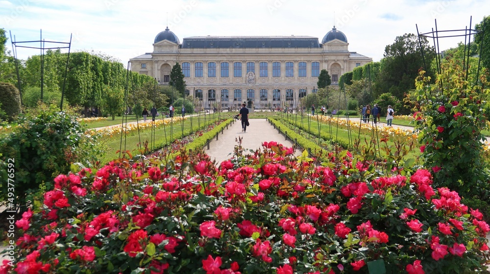 Massif de fleurs au Jardin des Plantes à Paris, rosier buisson couvert ...
