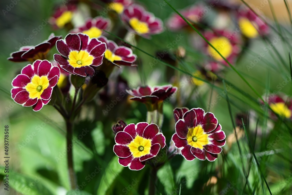 Piękny pierwiosnek lekarski (primula veris) odmiany victoriana lilac ...