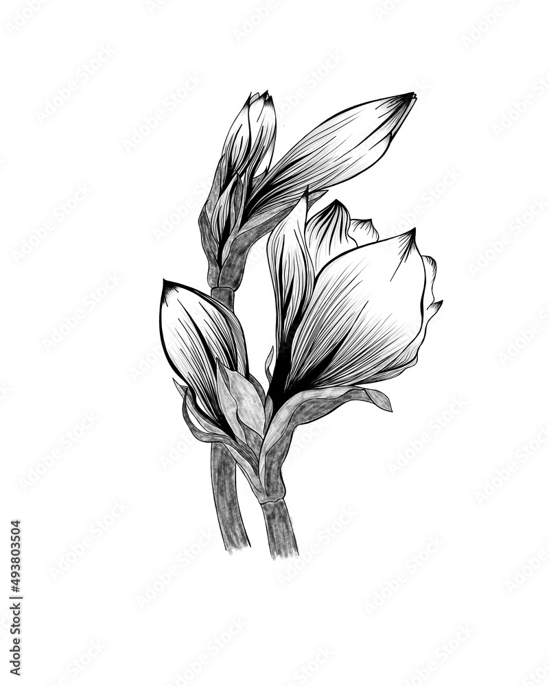 Flower Amaryllis Drawing | Best Flower Site