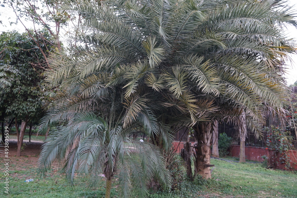 Dwarf date palm, Pygmy date palm, miniature date palm or Robellini palm ...