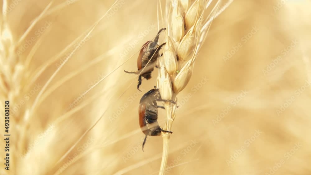 Agriculture. Harmful beetles eat up the wheat crop. Wheat field ...