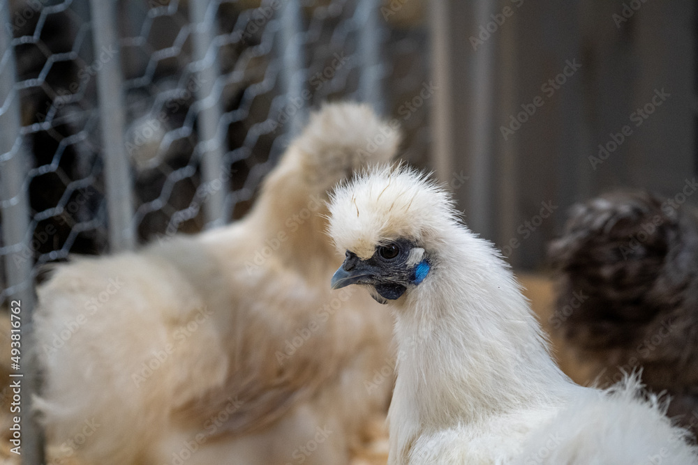 Silkie chicken (zijdehoen (nl) or Chinese silk chicken) with a ...