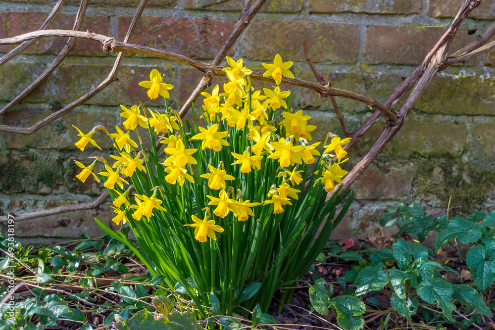Massif de narcisses dans une plate-bande devant un mur de briques Stock ...