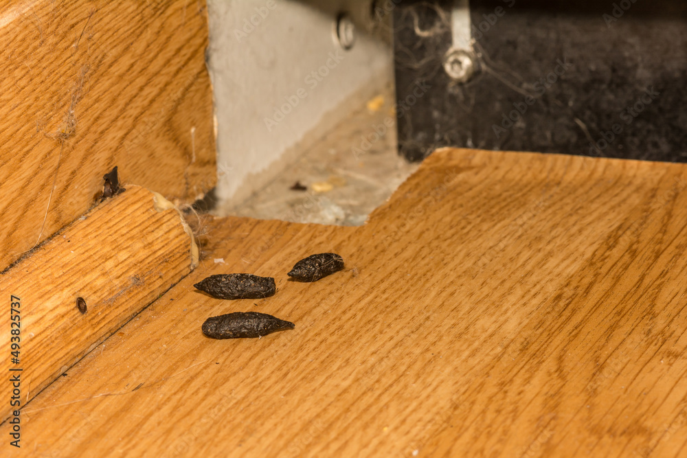 Norway Rat Feces found in the kitchen during a pest control inspection ...