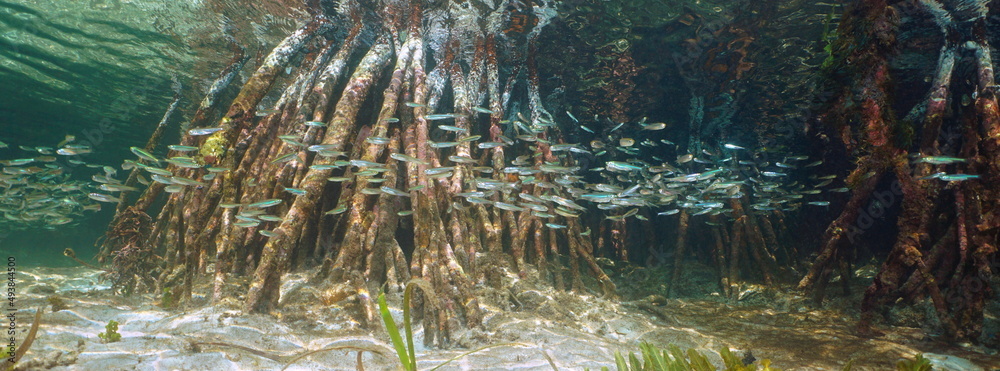Mangrove tree roots with shoal of small fish underwater sea, Caribbean ...