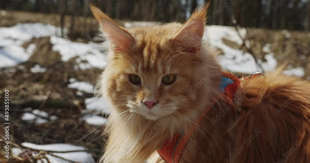 muzzle of a fluffy cat of a red Maine Coon breed on a walk, portrait of ...