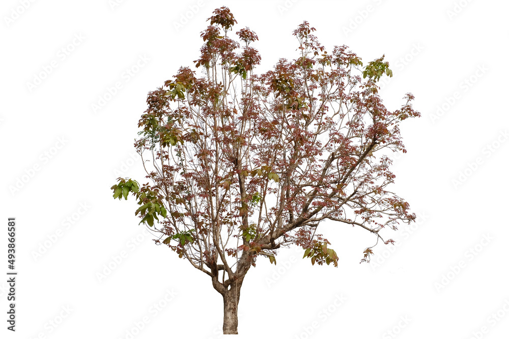 tree side view isolated on white background for landscape and ...