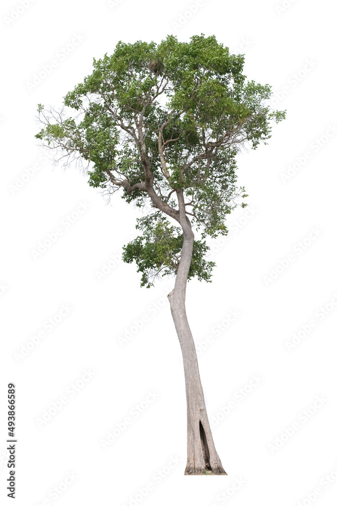 tree side view isolated on white background for landscape and ...