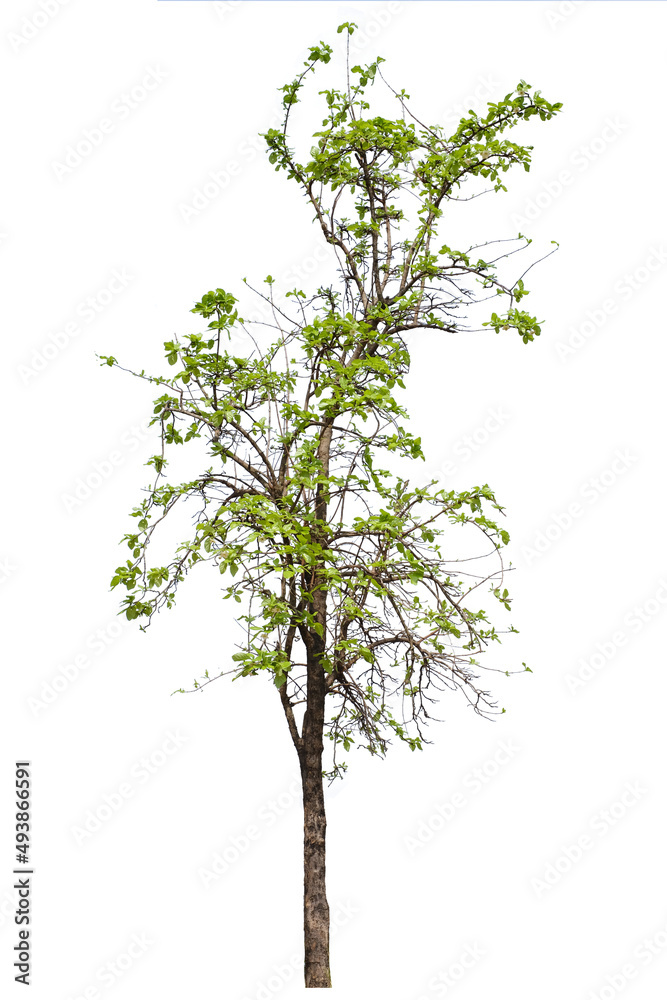 tree side view isolated on white background for landscape and ...