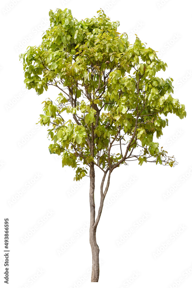 tree side view isolated on white background for landscape and ...