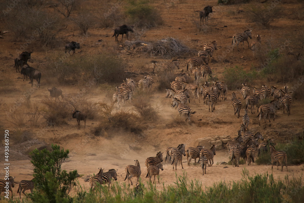 Herds of zebra and wildebeest migrate across the south african plains ...