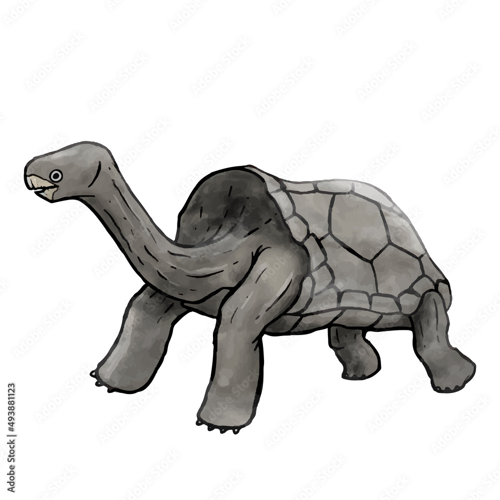 Galapagos giant tortoise vector illustration Stock Vector | Adobe Stock