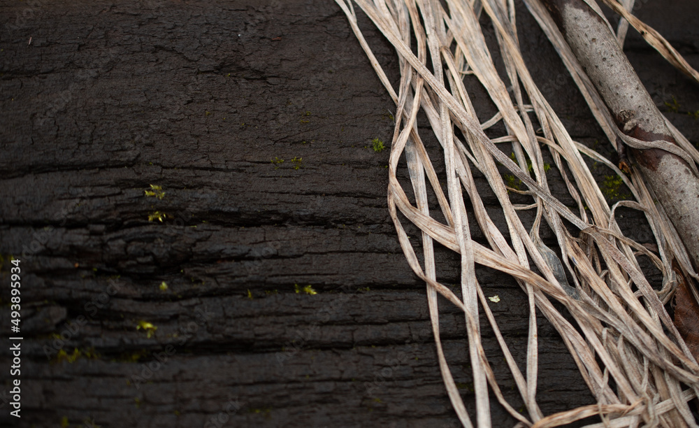 old grass and young tree branch against old dark tree in forest or ...