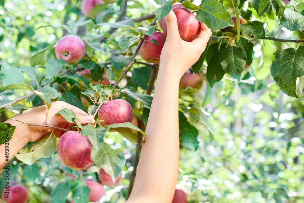 Female hands are picking apples. Red apple variety on the fruiting tree ...