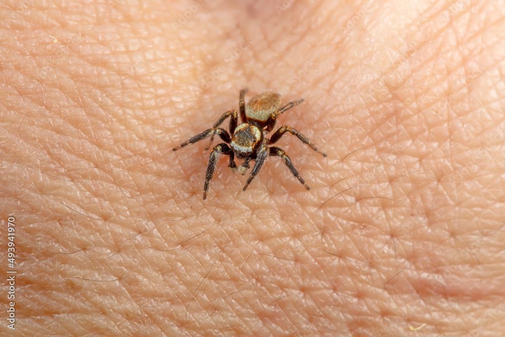 Jumping spider on human skin, North China Stock Photo | Adobe Stock