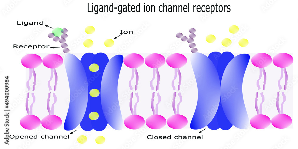 ligand gated ion channel receptors .Mechanism for the transport of ions ...
