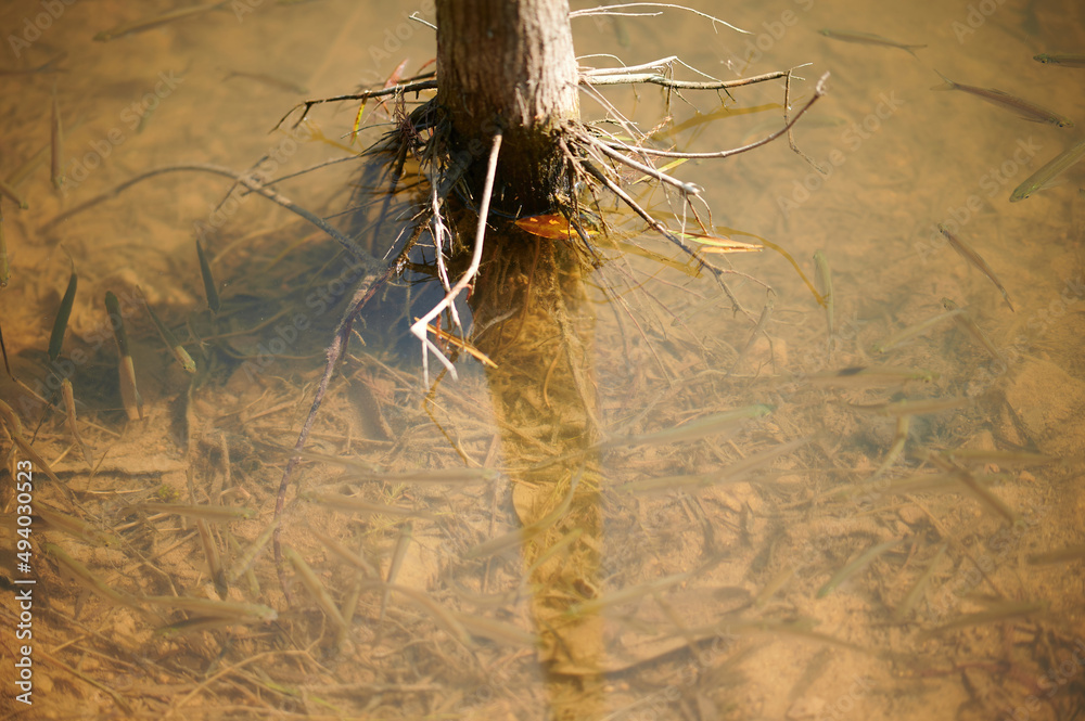 Fish in a pool with tree roots in Lau Shui Heung Reservoir Stock Photo ...