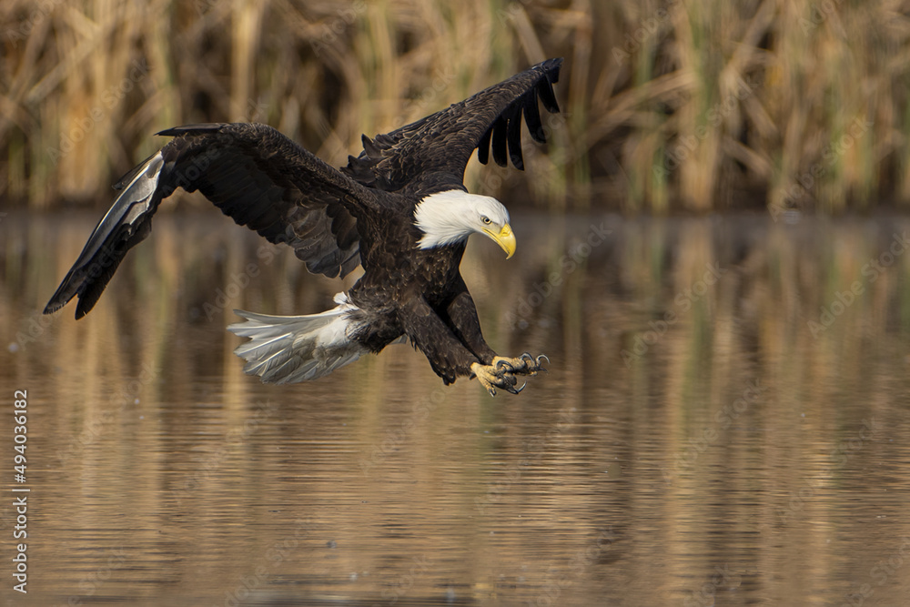 Photo of bald eagle hunting over water Stock Photo | Adobe Stock
