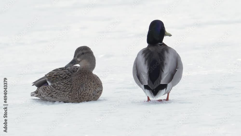 Wild mallard duck and drake walk and sit on the ice of a frozen lake ...
