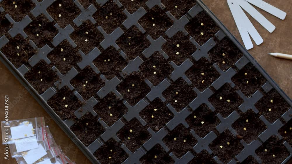 Starting tray for seed germination with freshly planted seeds ...