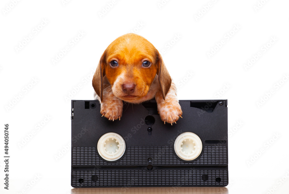 image of dog vhs tape white background Stock Photo | Adobe Stock