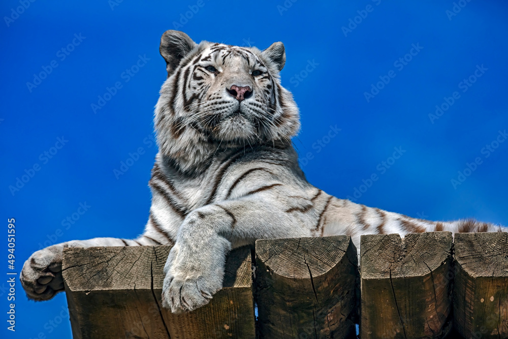 White tiger on the board. Latin name -Panthera tigris tigris, var. alba ...