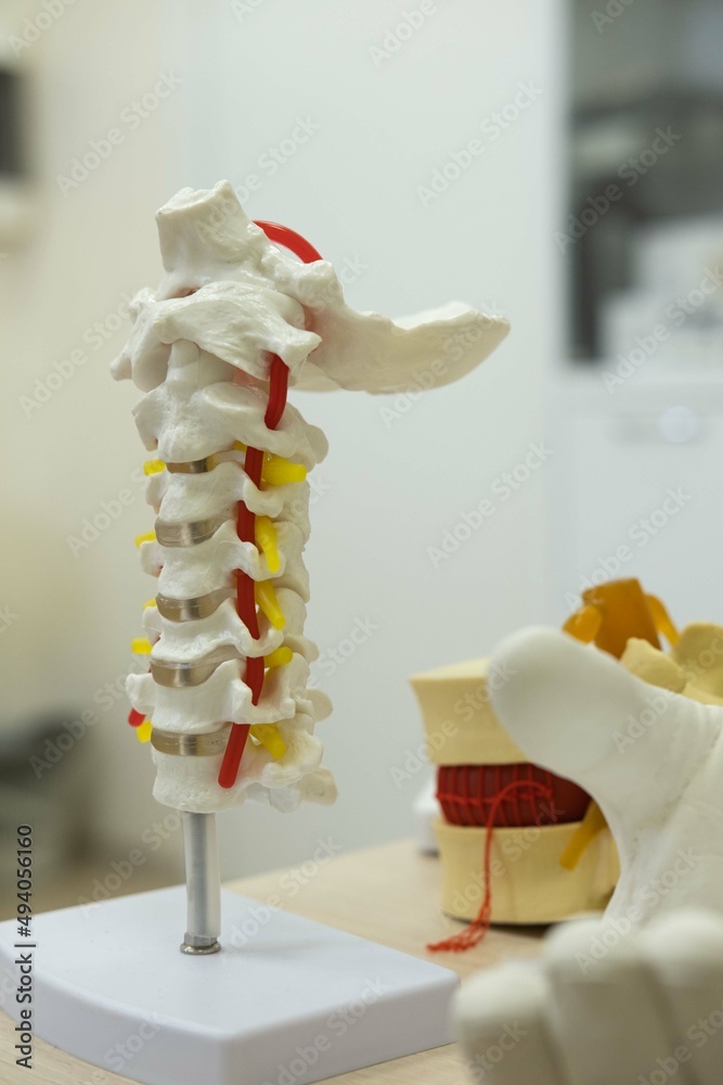 Model of the spine with the circulatory system on the table in doctor's ...