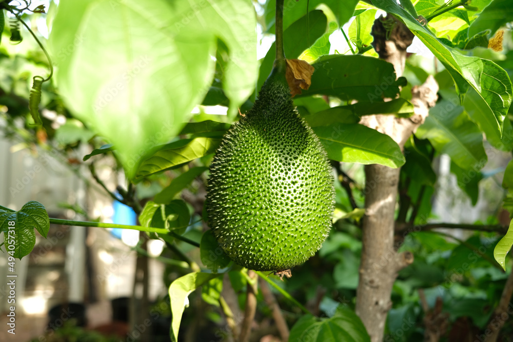 Cochinchin Gourd Gac, Momordica Cochinchinensis fruit on vine Stock ...